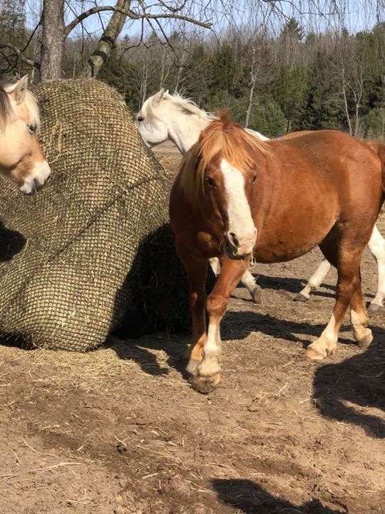 PEACE Ranch breaks ground on Experiential Therapy Center